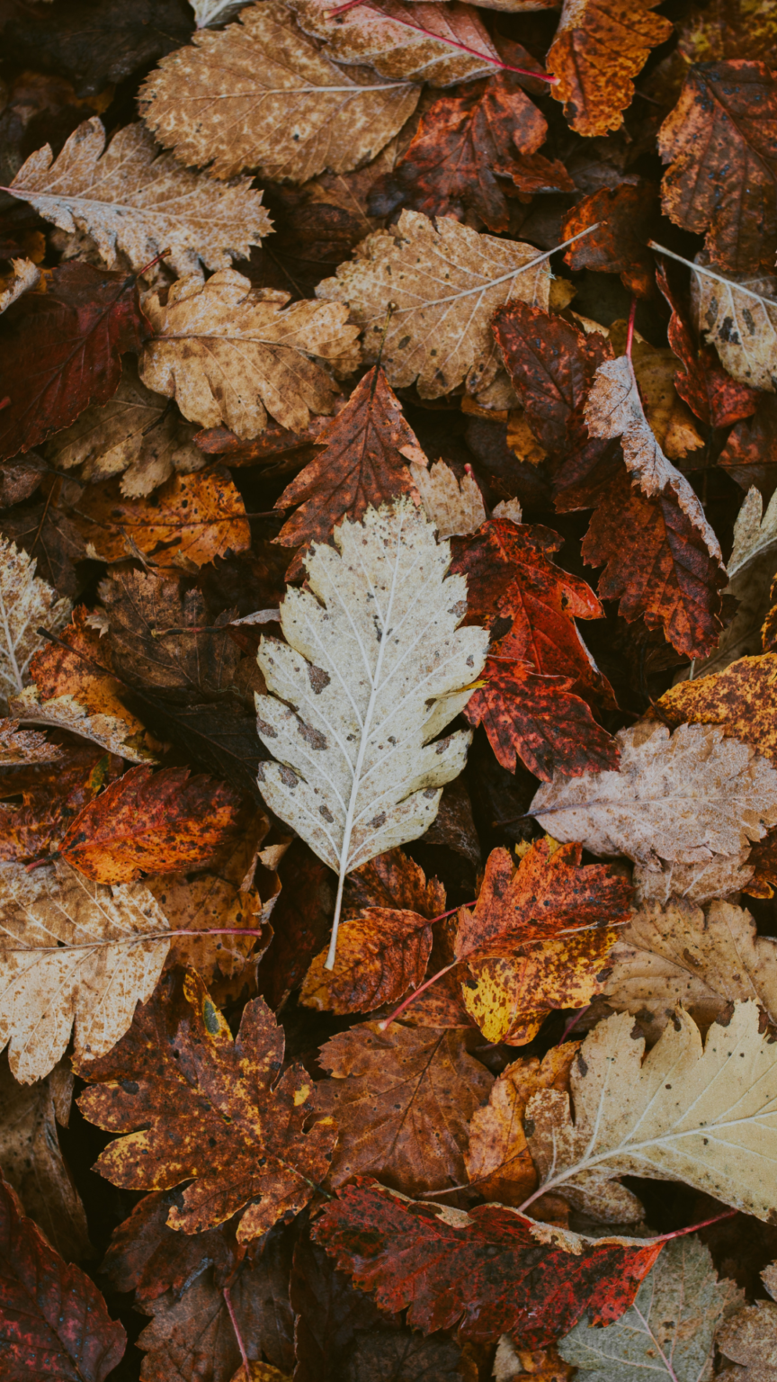 Fall Wallpaper - The Best 29 Autumn Wallpapers (Free) - Become Your Most